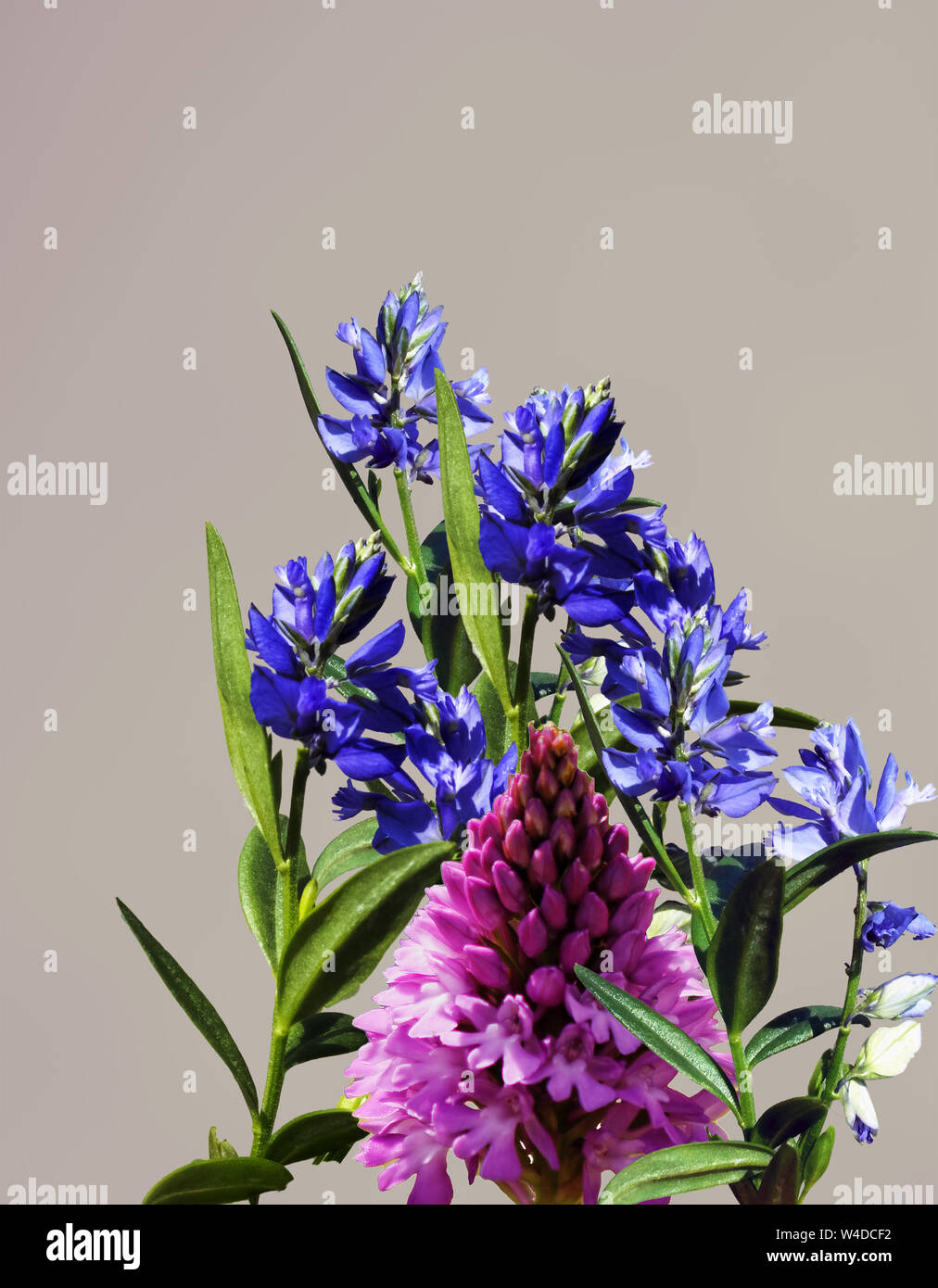Image of colorful beautiful bunch of wild flowers in full bloom Stock ...
