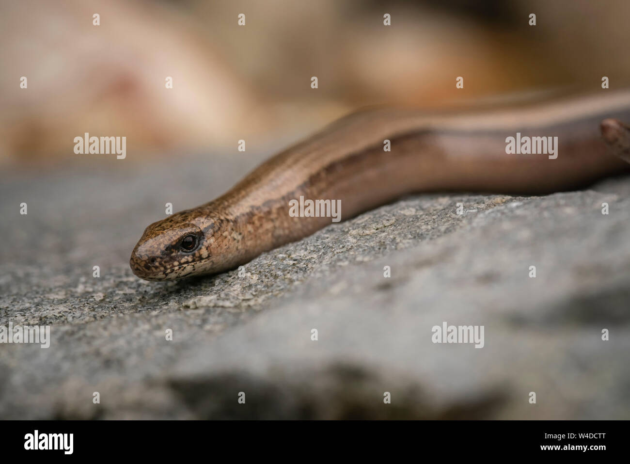 Slowworm; Anguis fragilis,mid summer Buckinghamshire Stock Photo - Alamy