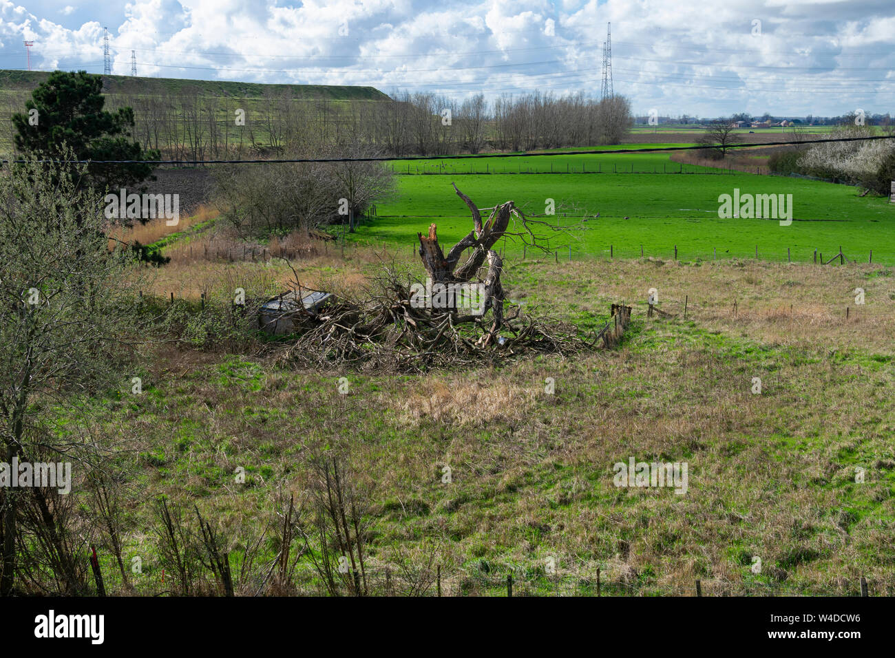 Lightning tree damage hi-res stock photography and images - Alamy