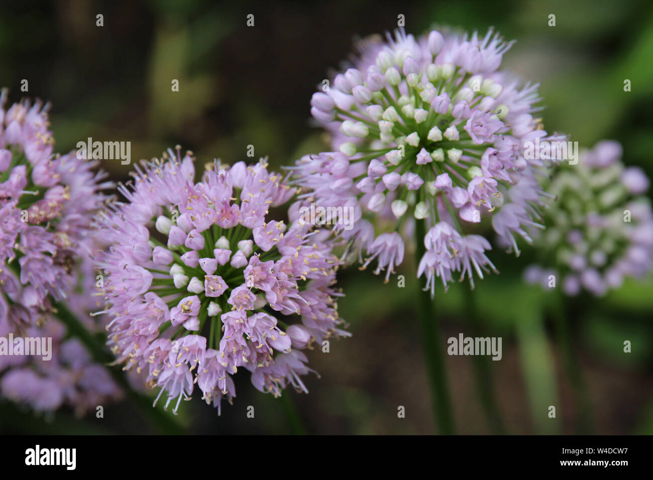 Close up of Pink Moon Allium flowers using soft focus and a blurred ...