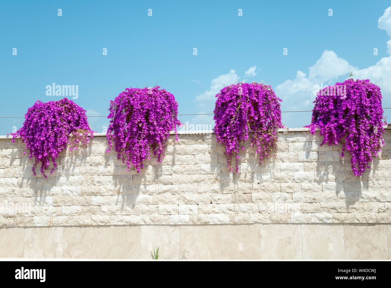 Pink flowers on a wall near The House of the Virgin Mary (Turkish ...