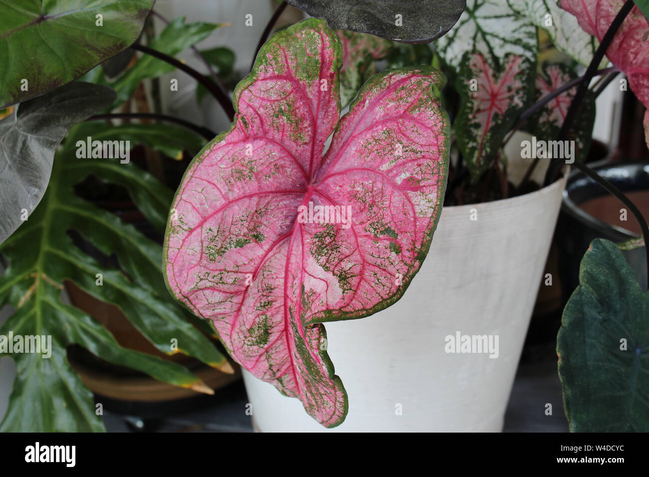 Caladium pink beauty pot hi-res stock photography and images - Alamy