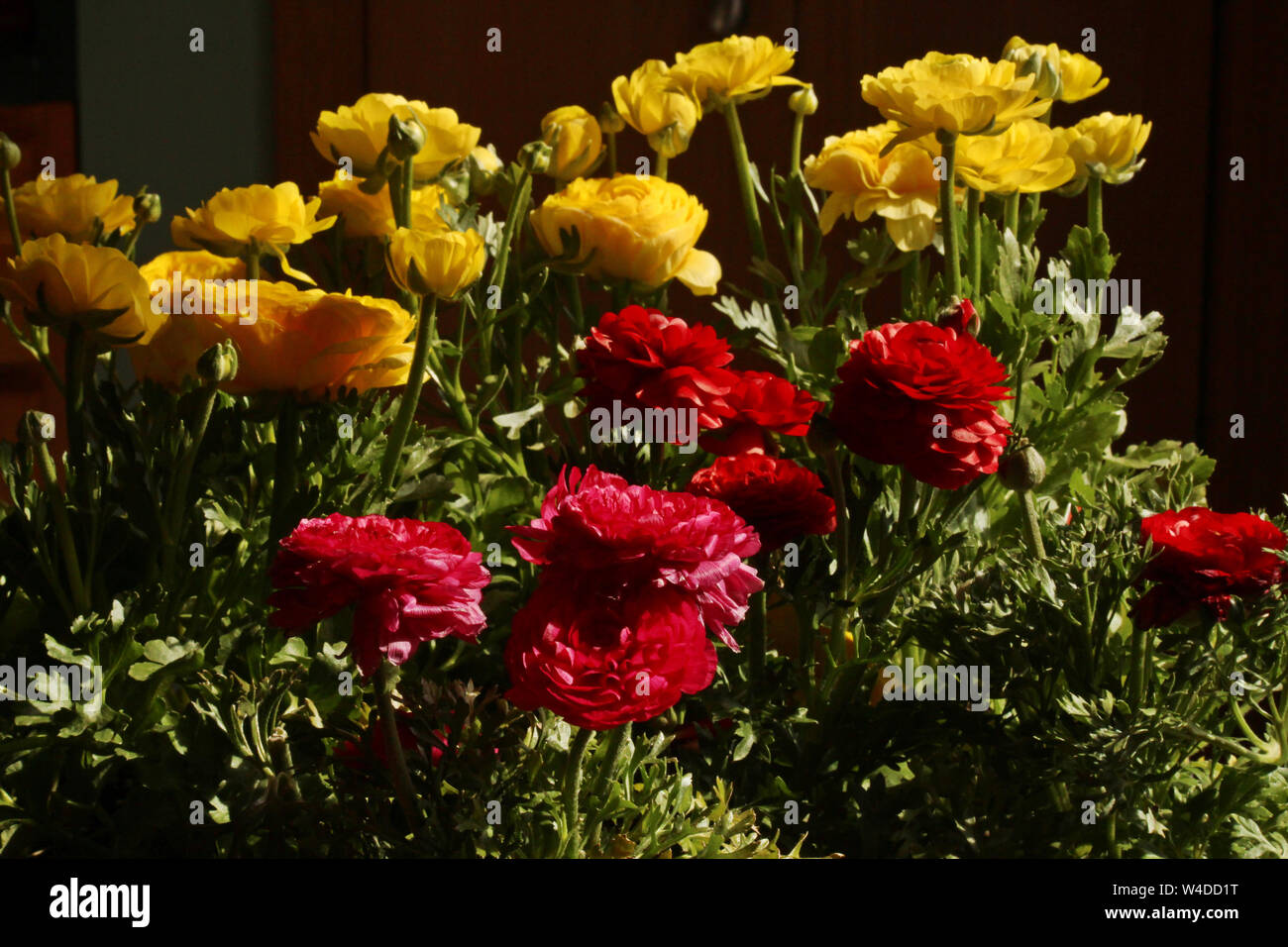 Pink, red and yellow Ranunculus flowers in varying stages of bloom ...