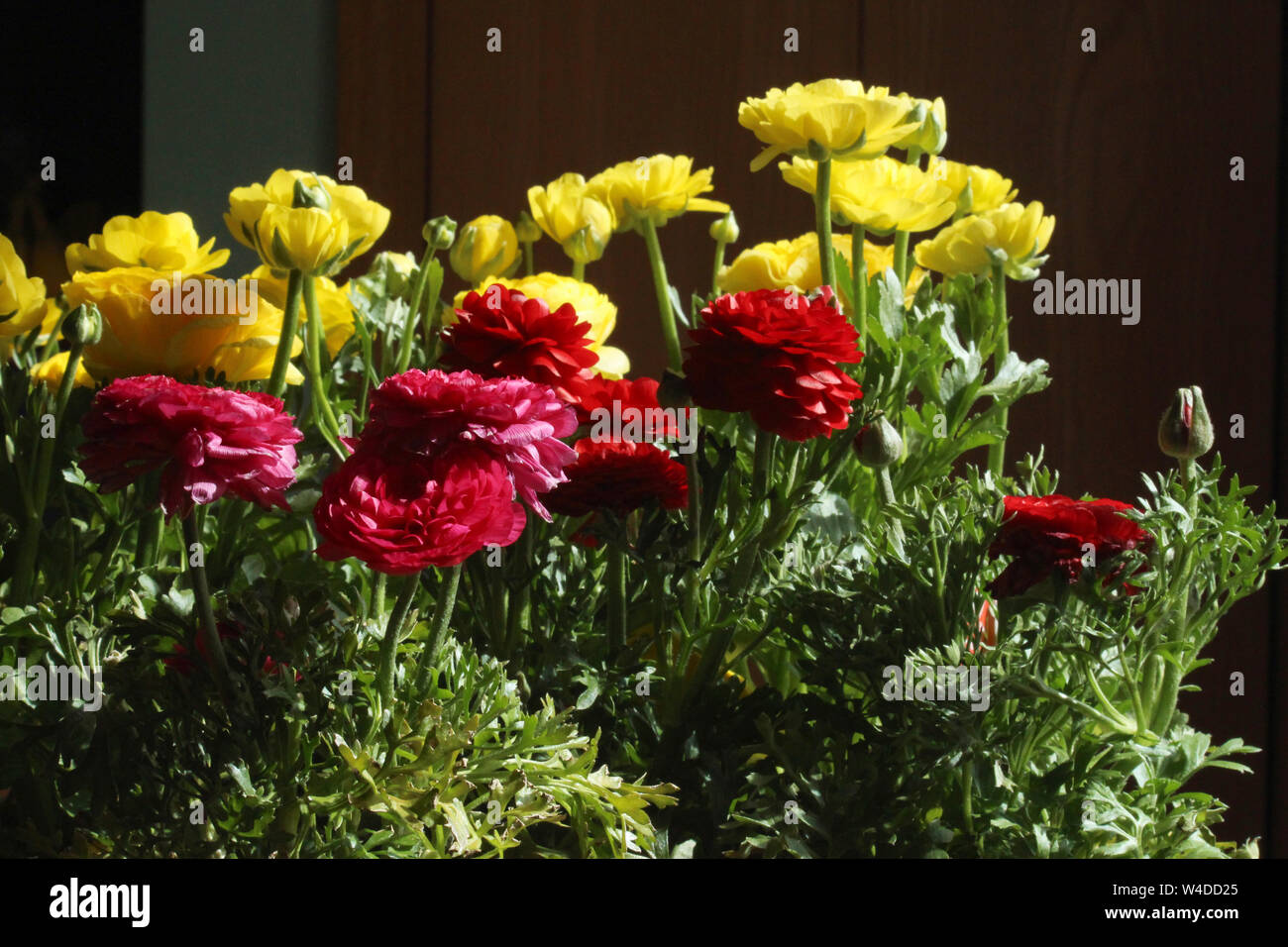 Pink, red and yellow Ranunculus flowers in varying stages of bloom ...