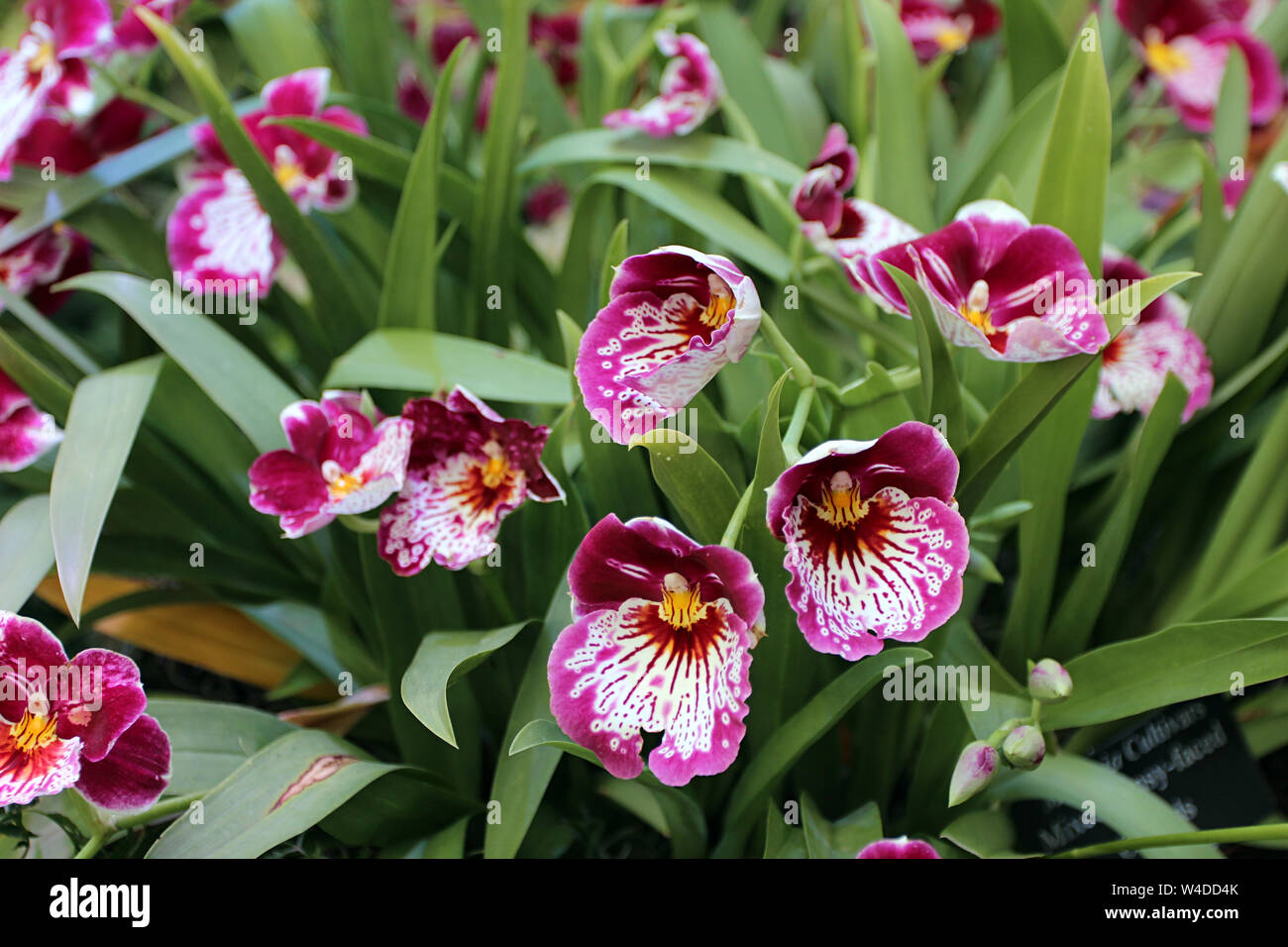 A group of Pansy Faced Orchids, Miltoniopsis, with a blurred background ...