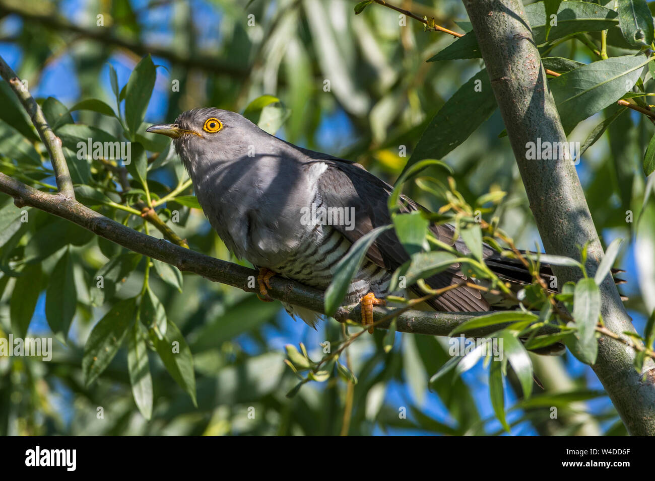 Common cuckoo, Kuckuck (Cuculus canorus Stock Photo - Alamy