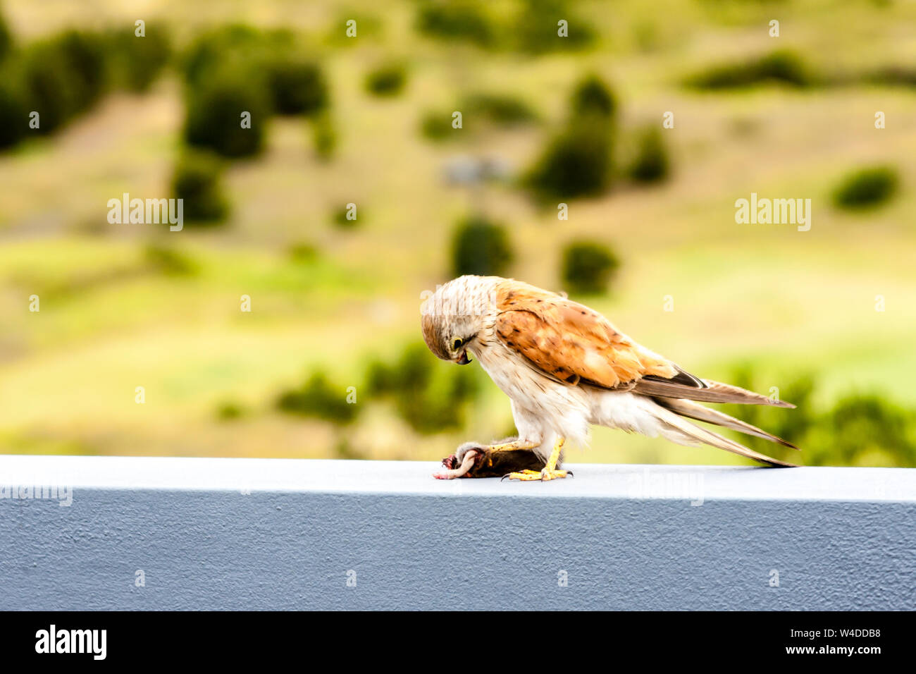 Australian kestrel (Nankeen Kestrel, Falco cenchroides) eating mouse ...