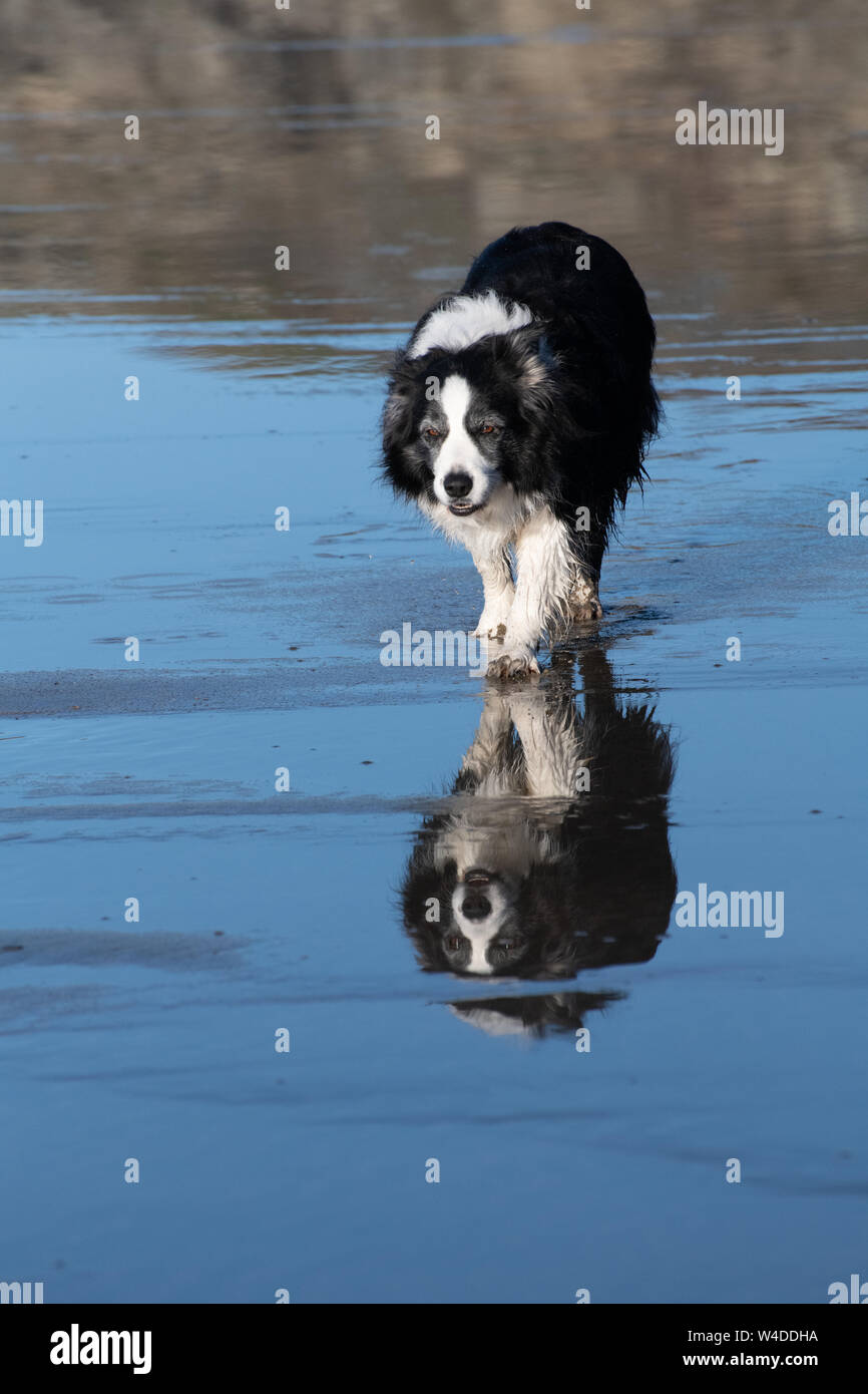 walking border collie dog reflected in shallow water on beach in ...