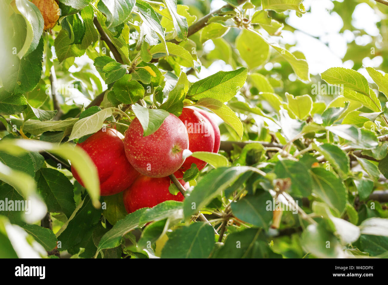 Hanging tree branch hi-res stock photography and images - Alamy