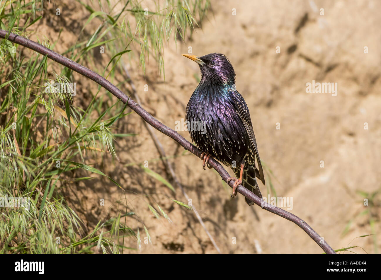 Common starling, European starling, Star (Sturnus vulgaris Stock Photo ...