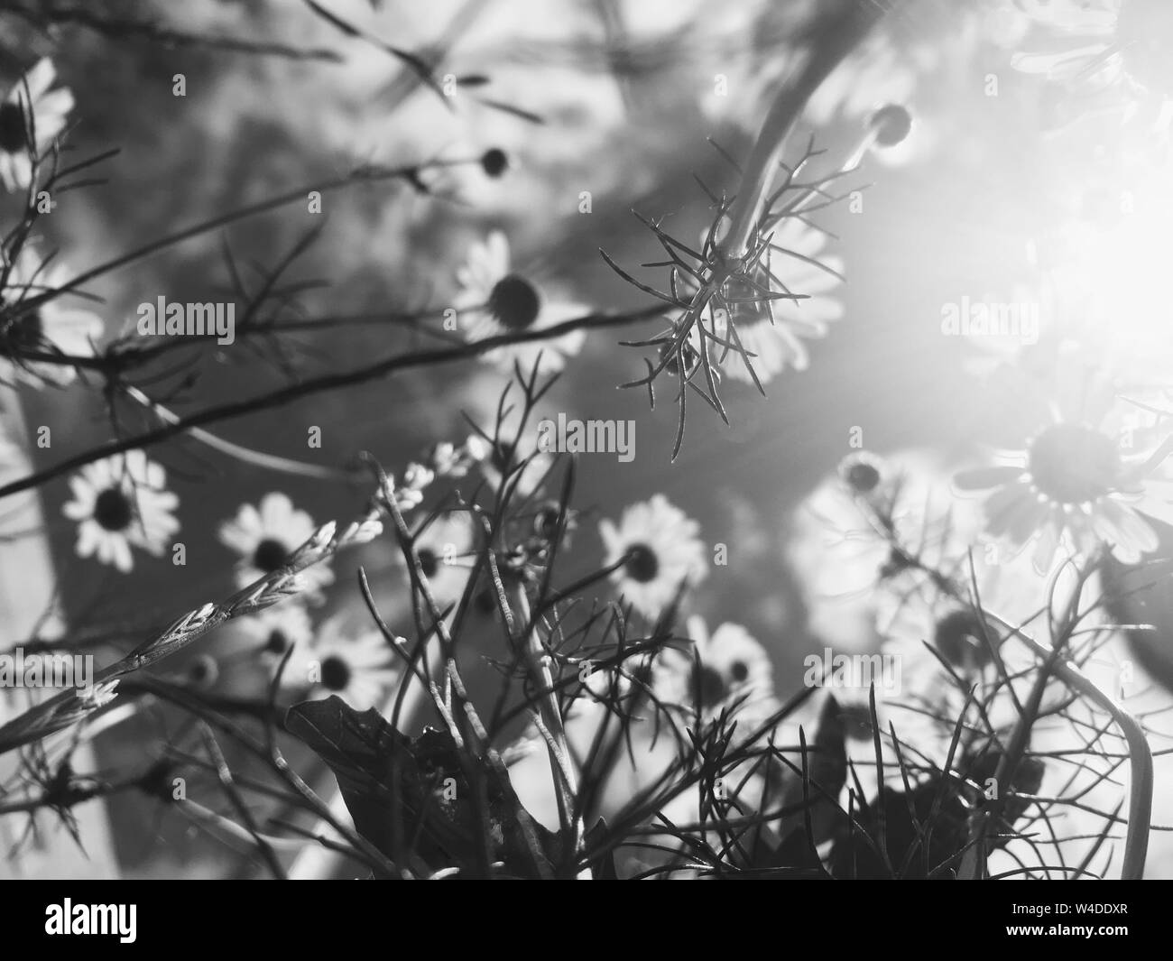 Bottom angle view Black and White Stock Photos & Images - Alamy