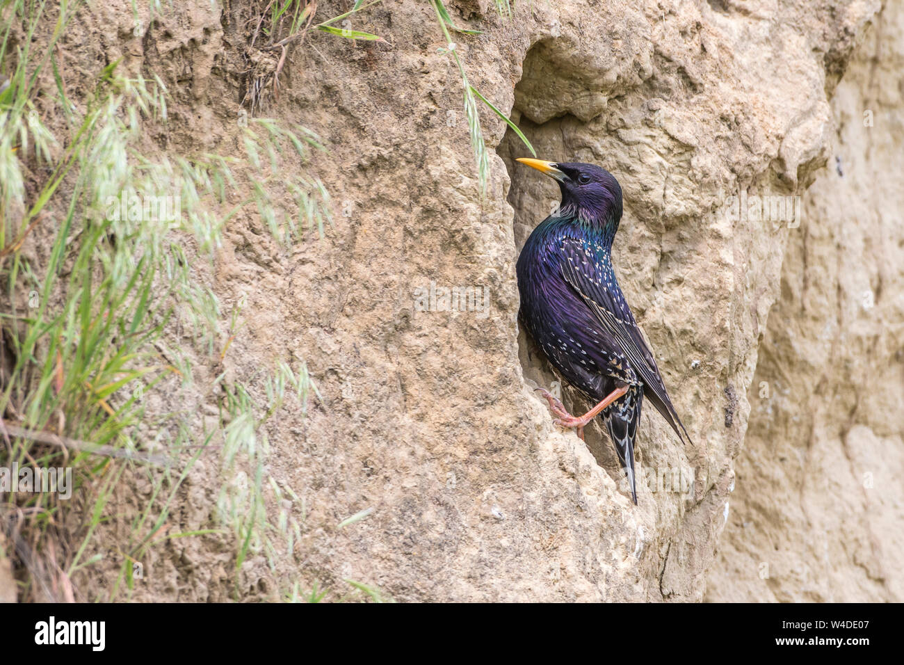 Common starling, European starling, Star (Sturnus vulgaris Stock Photo ...