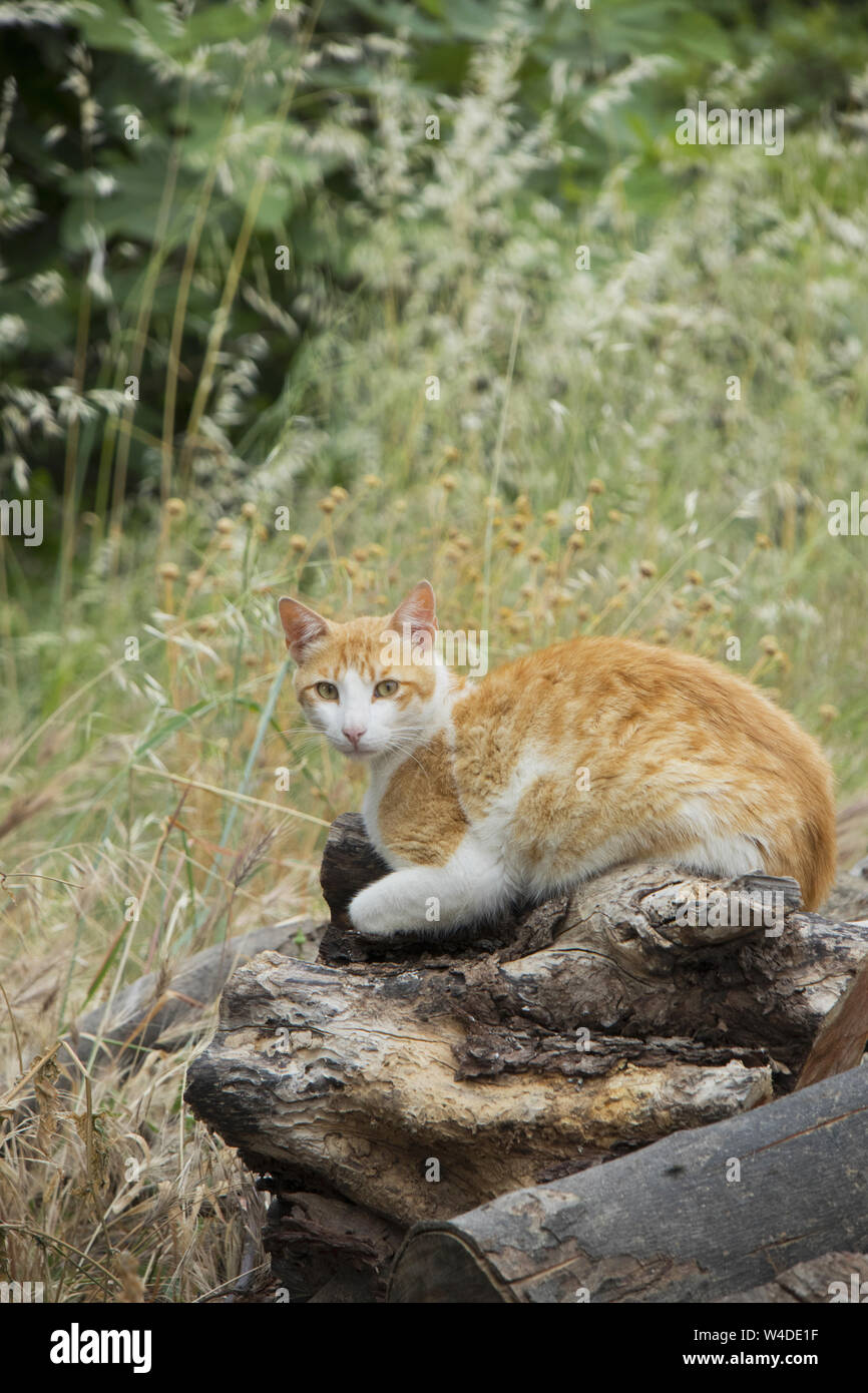 Greek ginger & white cat in Sougia, Crete, Greece Stock Photo - Alamy