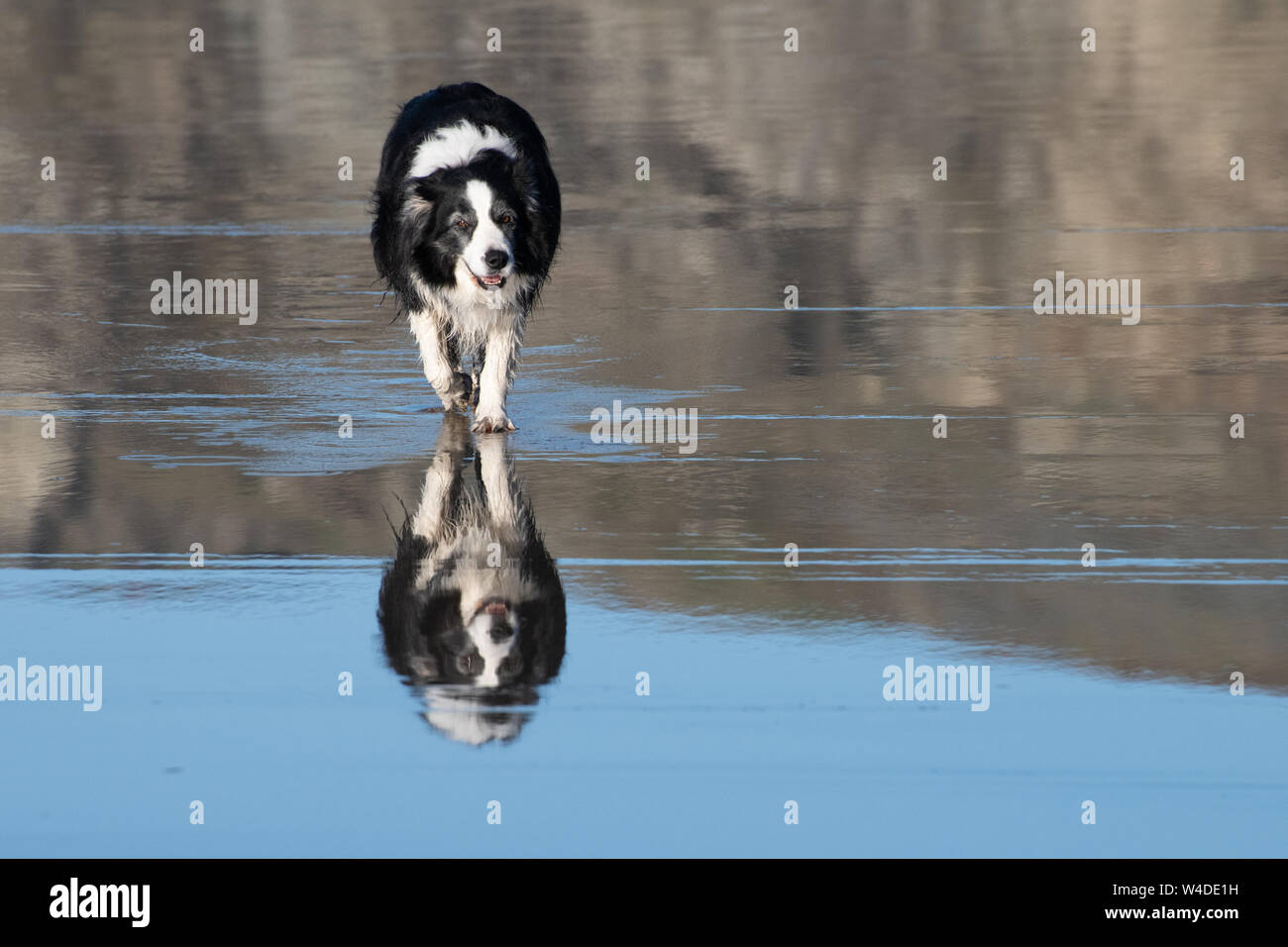 Black and white border collie reflected in water as it walks along wet ...