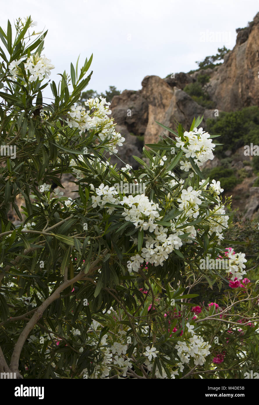 Agia Irini Gorge, near Sougia, south west Crete, Greece Stock Photo - Alamy