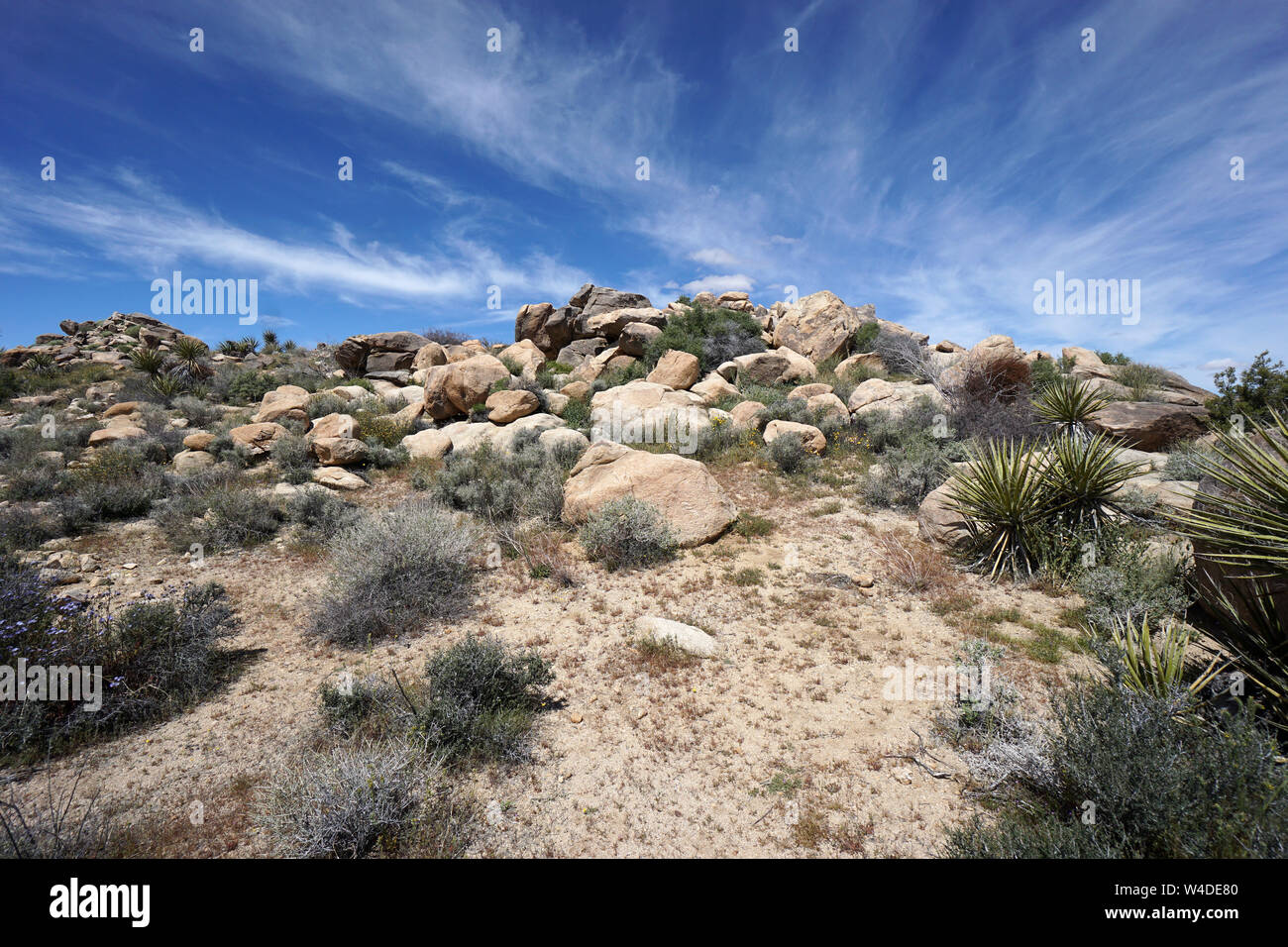 Joshua pine trees hi-res stock photography and images - Alamy