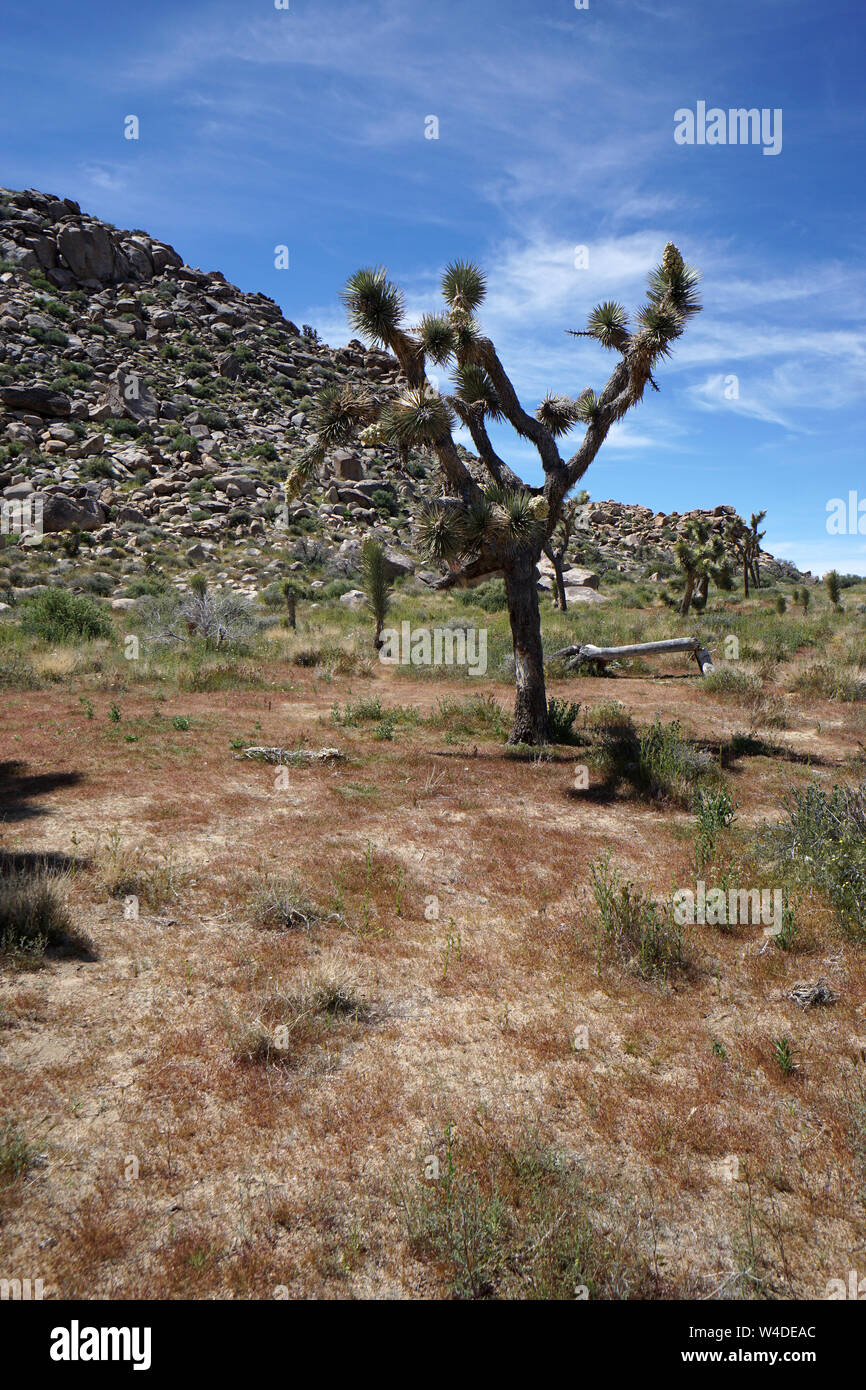 Joshua pine trees hi-res stock photography and images - Alamy