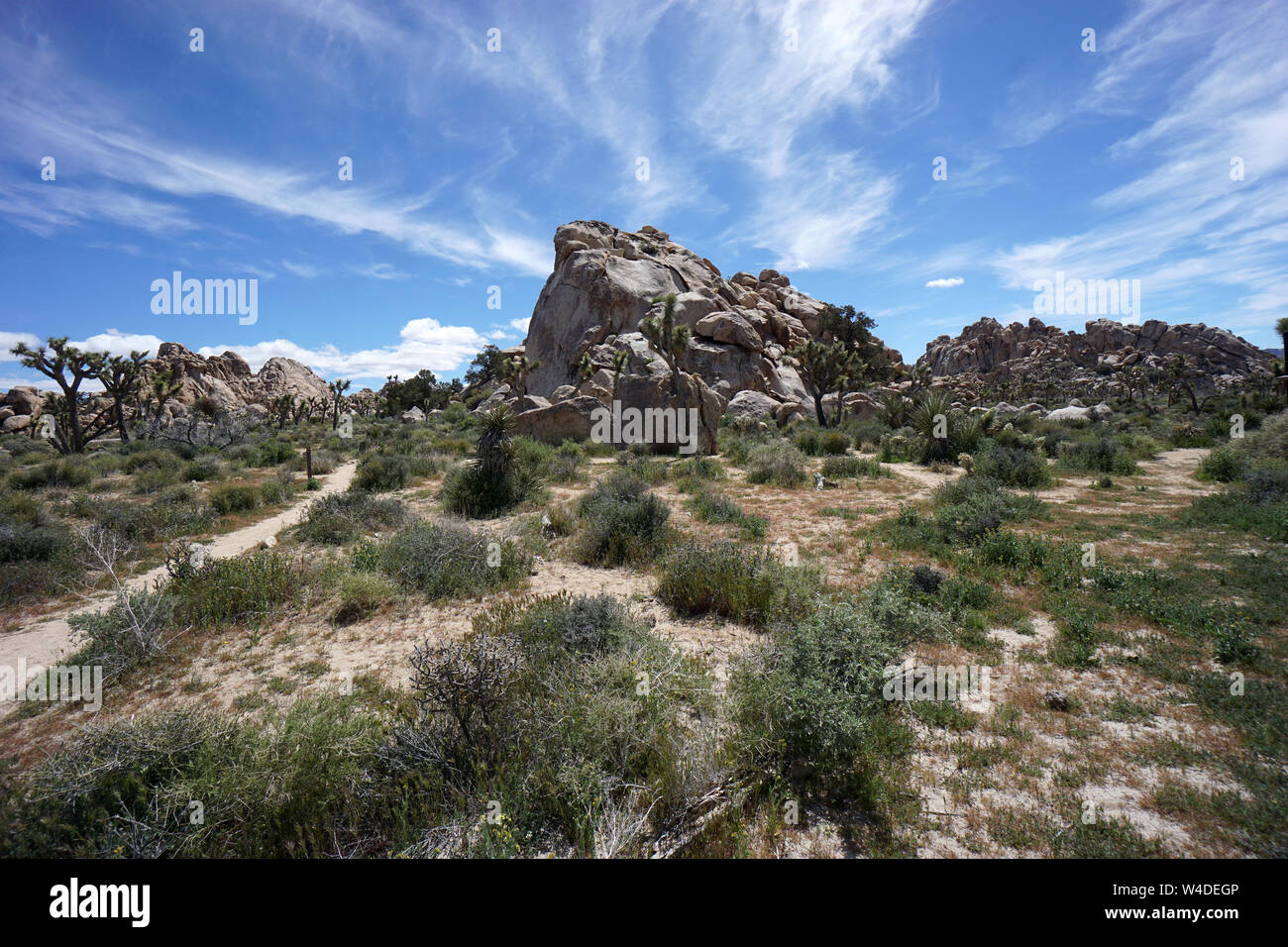 Joshua pine trees hi-res stock photography and images - Alamy