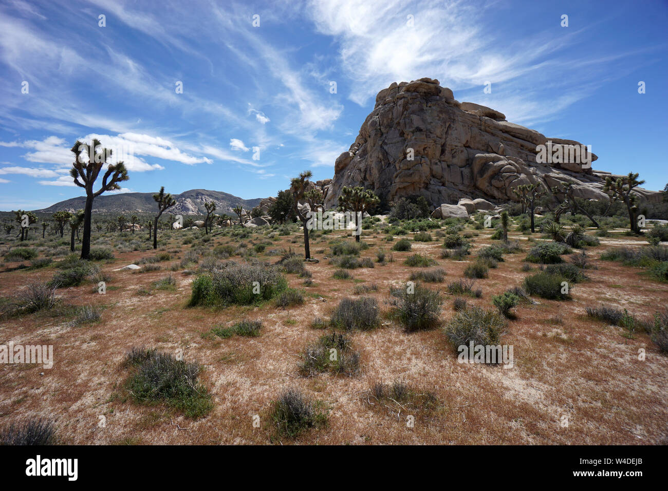 Joshua pine trees hi-res stock photography and images - Alamy