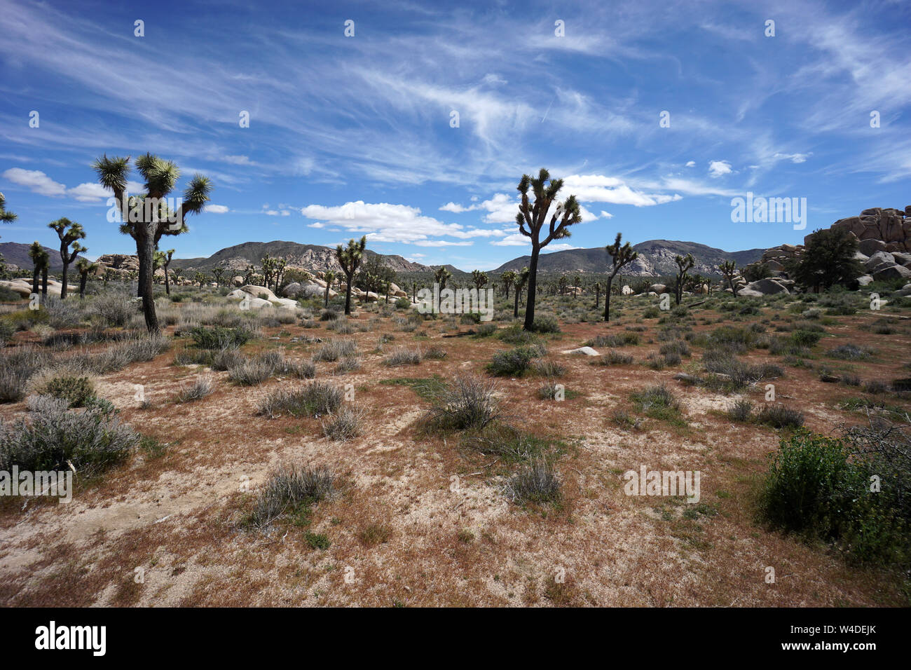 Joshua pine trees hi-res stock photography and images - Alamy