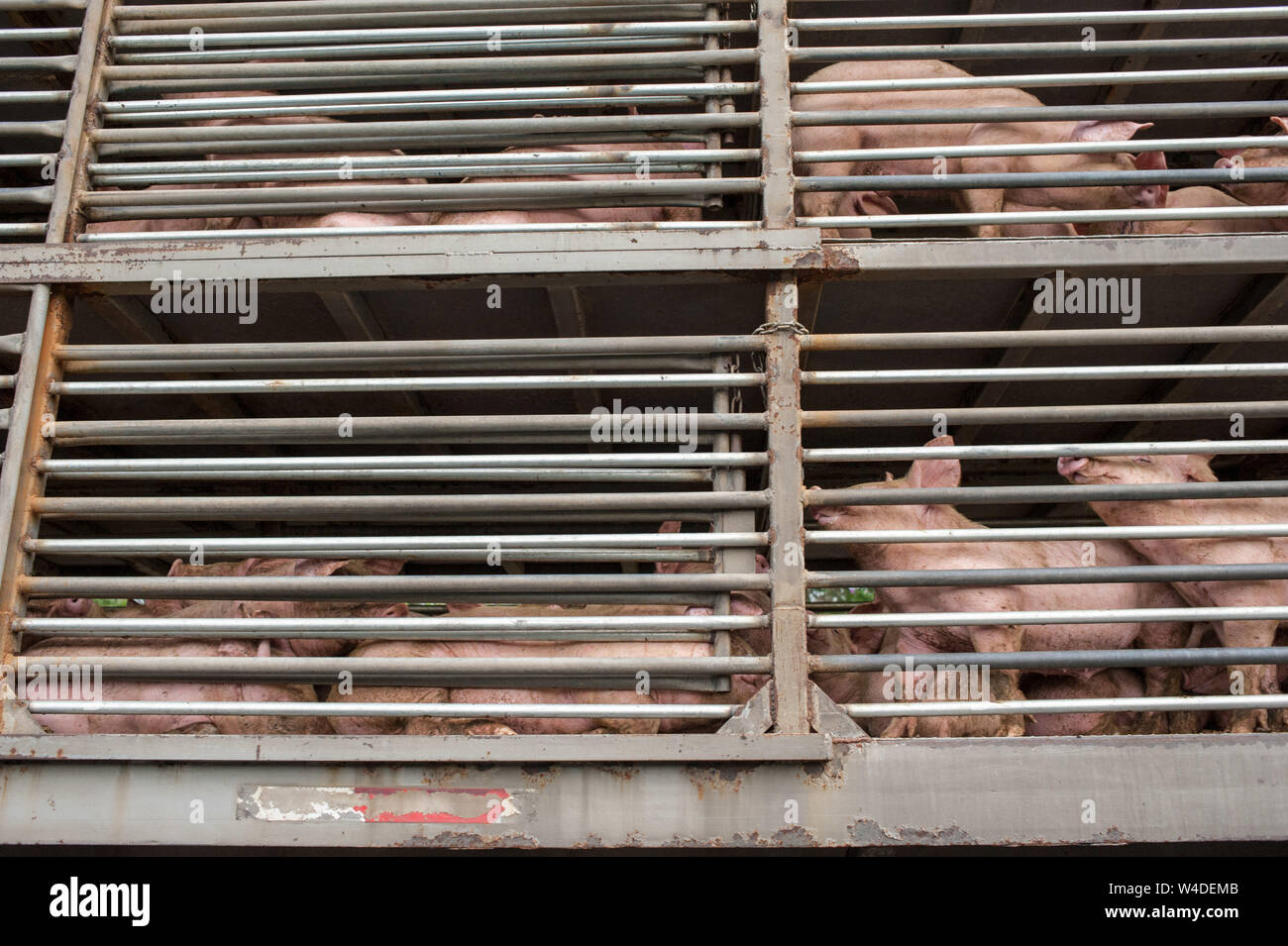 Pig transport truck hi-res stock photography and images - Alamy