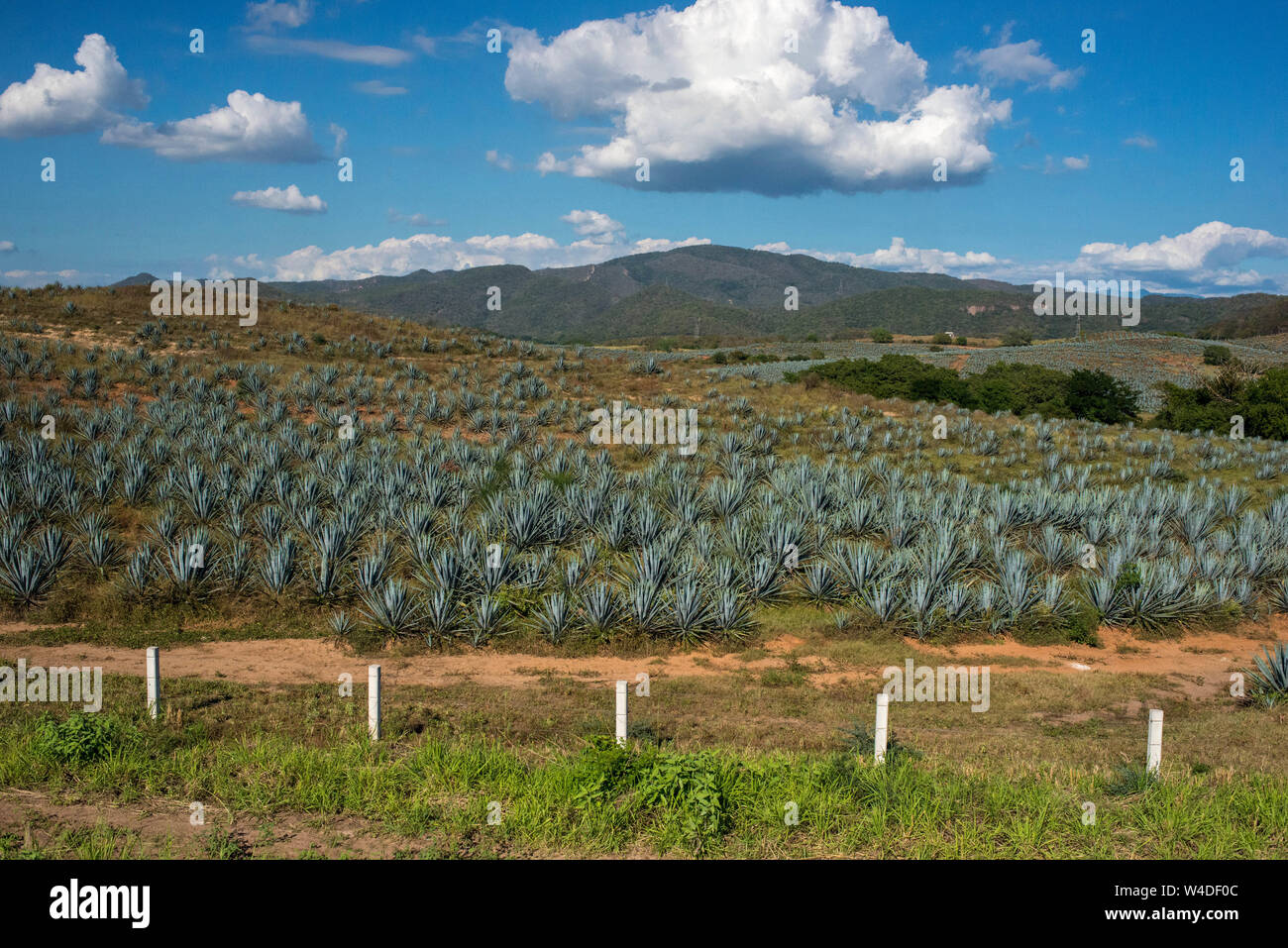 Mexican plant hi-res stock photography and images - Alamy