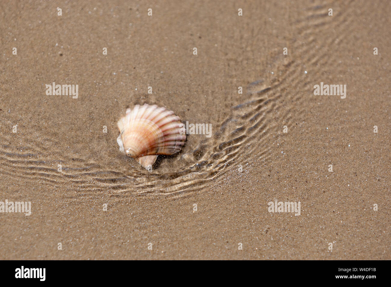 Scallop shell in Praia de Seselle, beach in Ares, A Coruña province ...