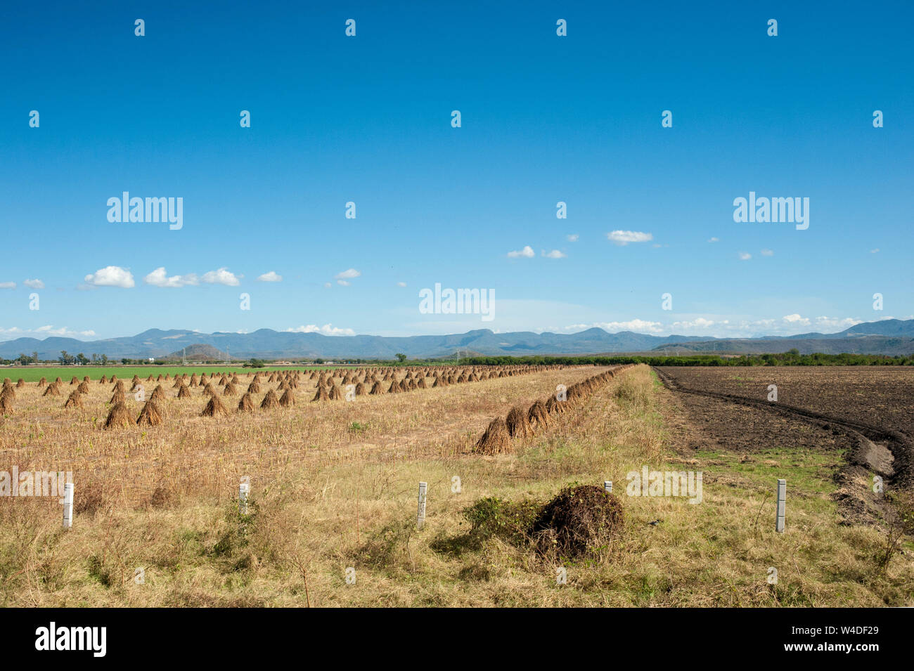 Sinaloa hi-res stock photography and images - Alamy