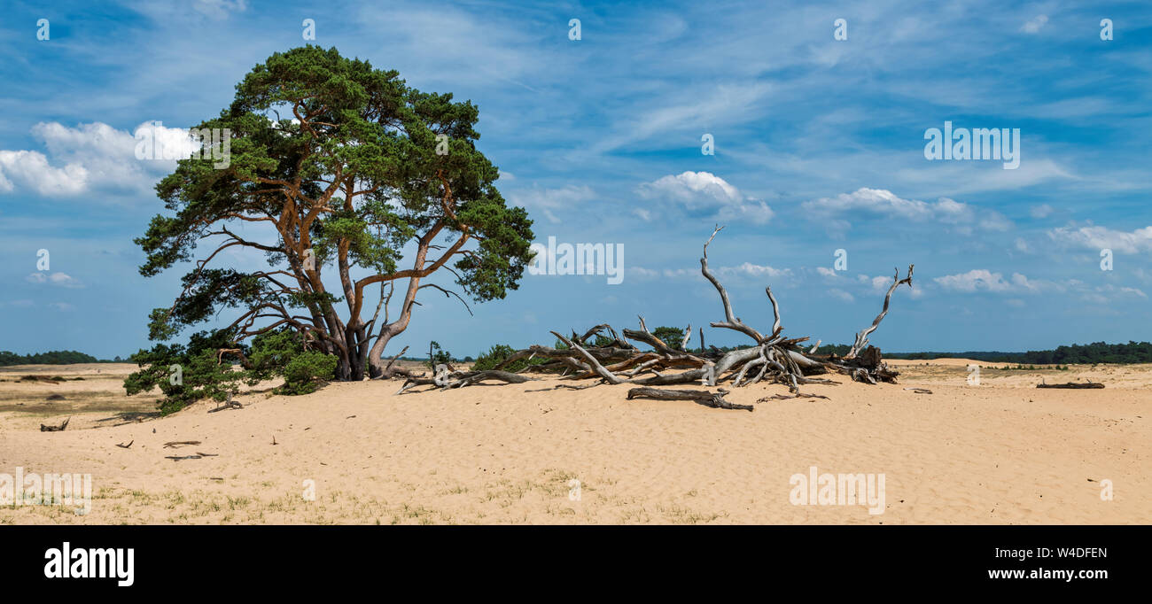 green single tree in national park de hooge veluwe in holland Stock ...
