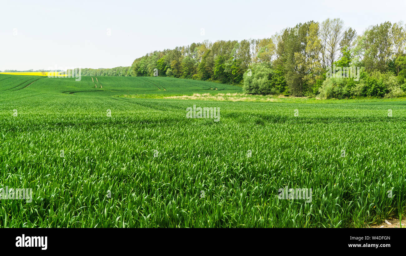 green fields - landscape Stock Photo - Alamy