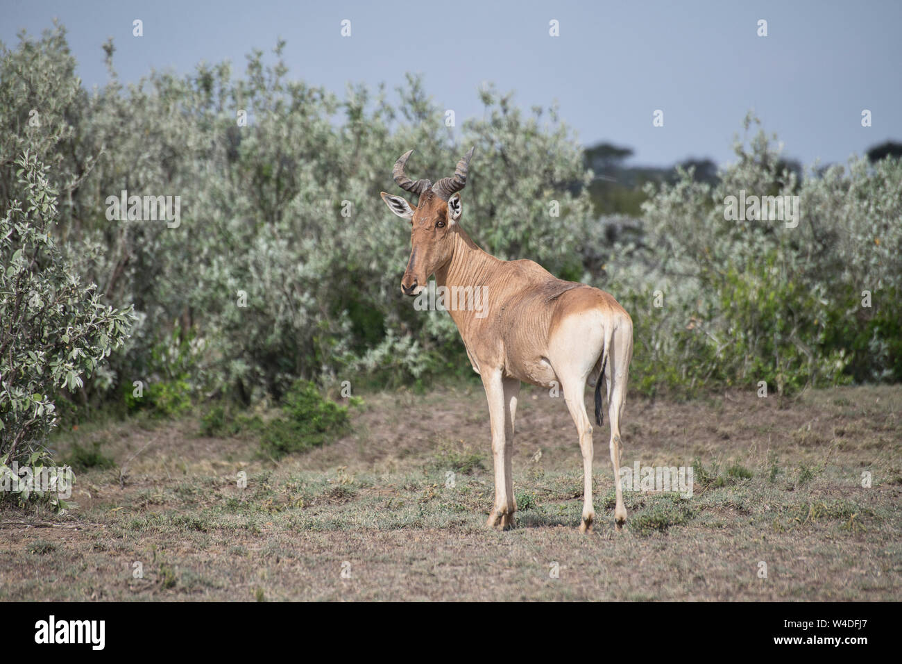 Kongoni hi-res stock photography and images - Alamy