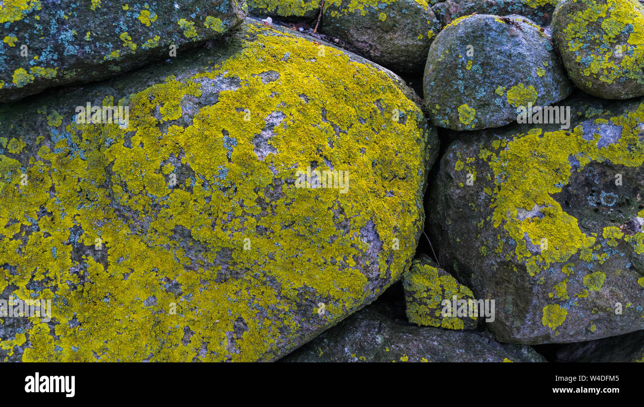 Lichen color hi-res stock photography and images - Alamy