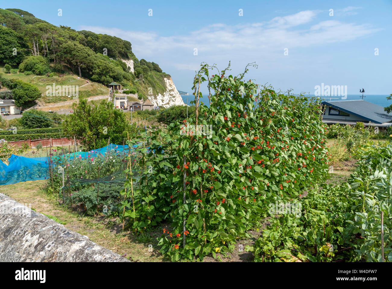 Beer, Seaton, Devon, England, UK. July 2019. Allotments growing fruit ...