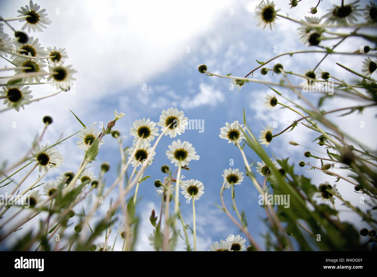 Flower meadow in the summer with blue sky from the mouse perspective ...