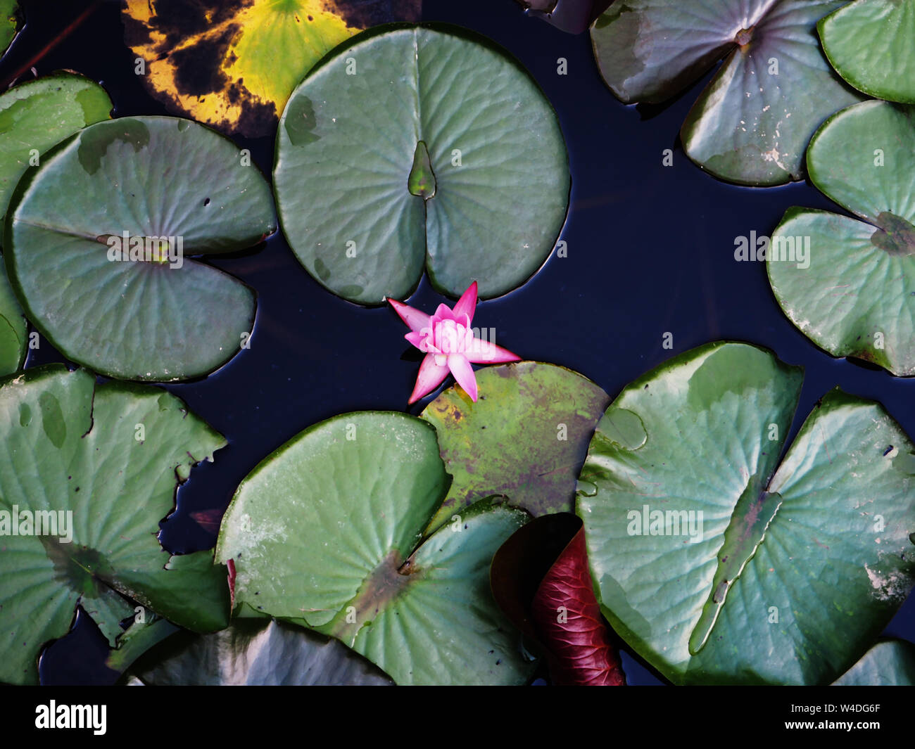 water lily on the small Lake, Lovely flowers White Nymphaea alba ...
