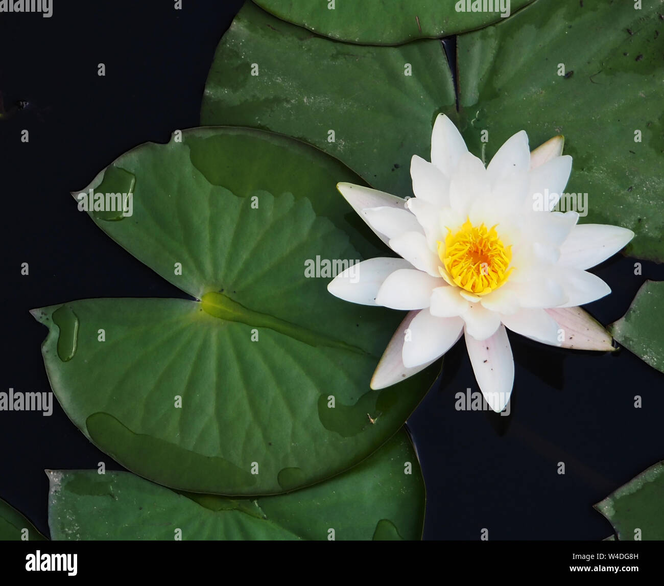 water lily on the small Lake, Lovely flowers White Nymphaea alba ...
