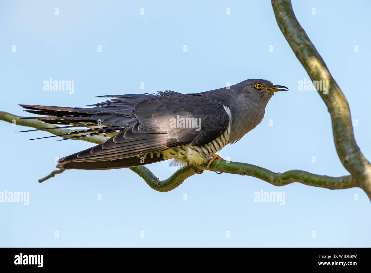 Common cuckoo, Kuckuck (Cuculus canorus Stock Photo - Alamy