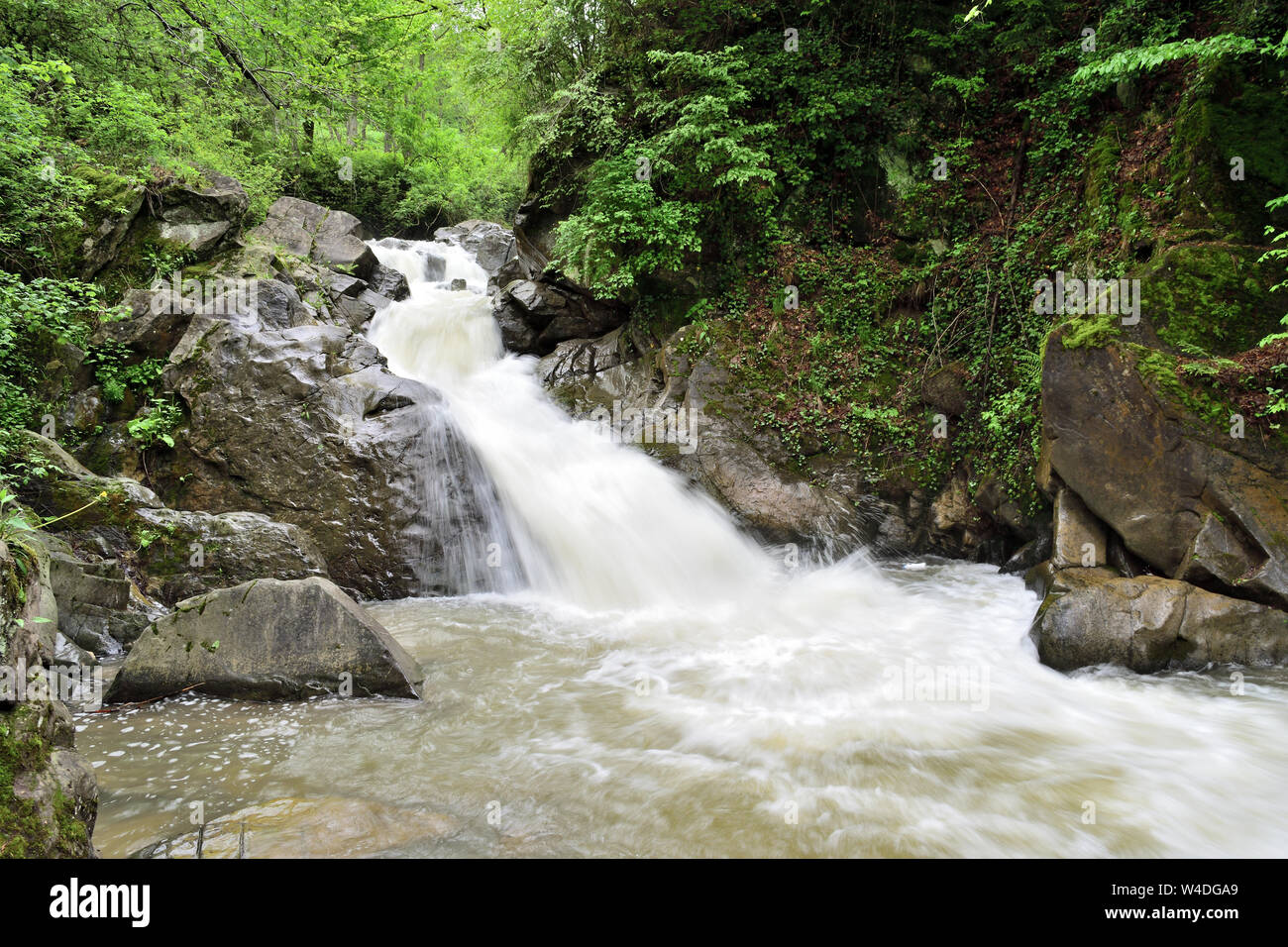 How savage wild that forest hi-res stock photography and images - Alamy
