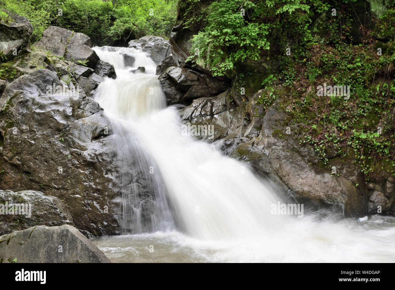 Wild waterfall , wild mountain spring in the virgin forest, and the ...
