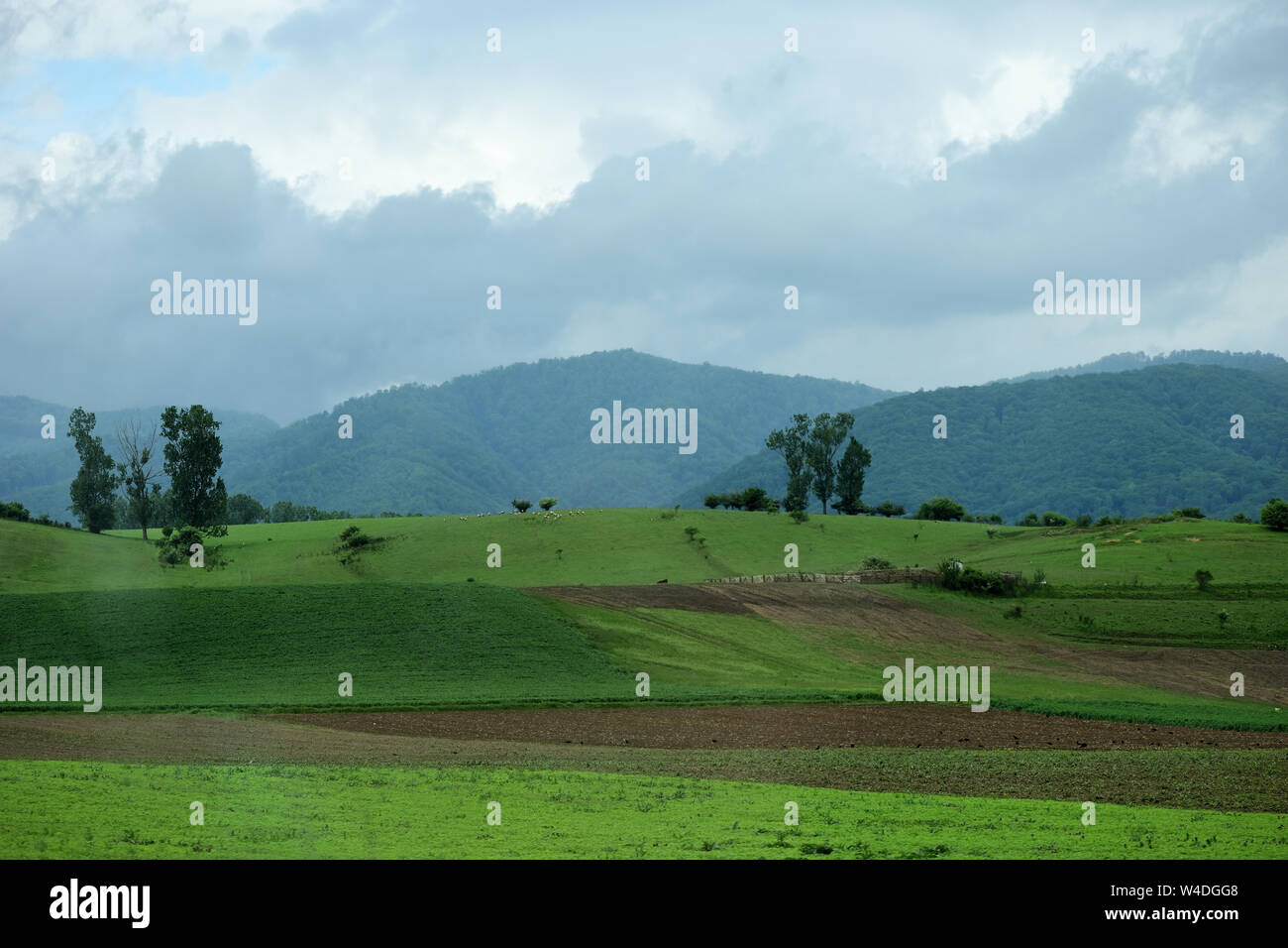 Oak trees green hills hi-res stock photography and images - Alamy