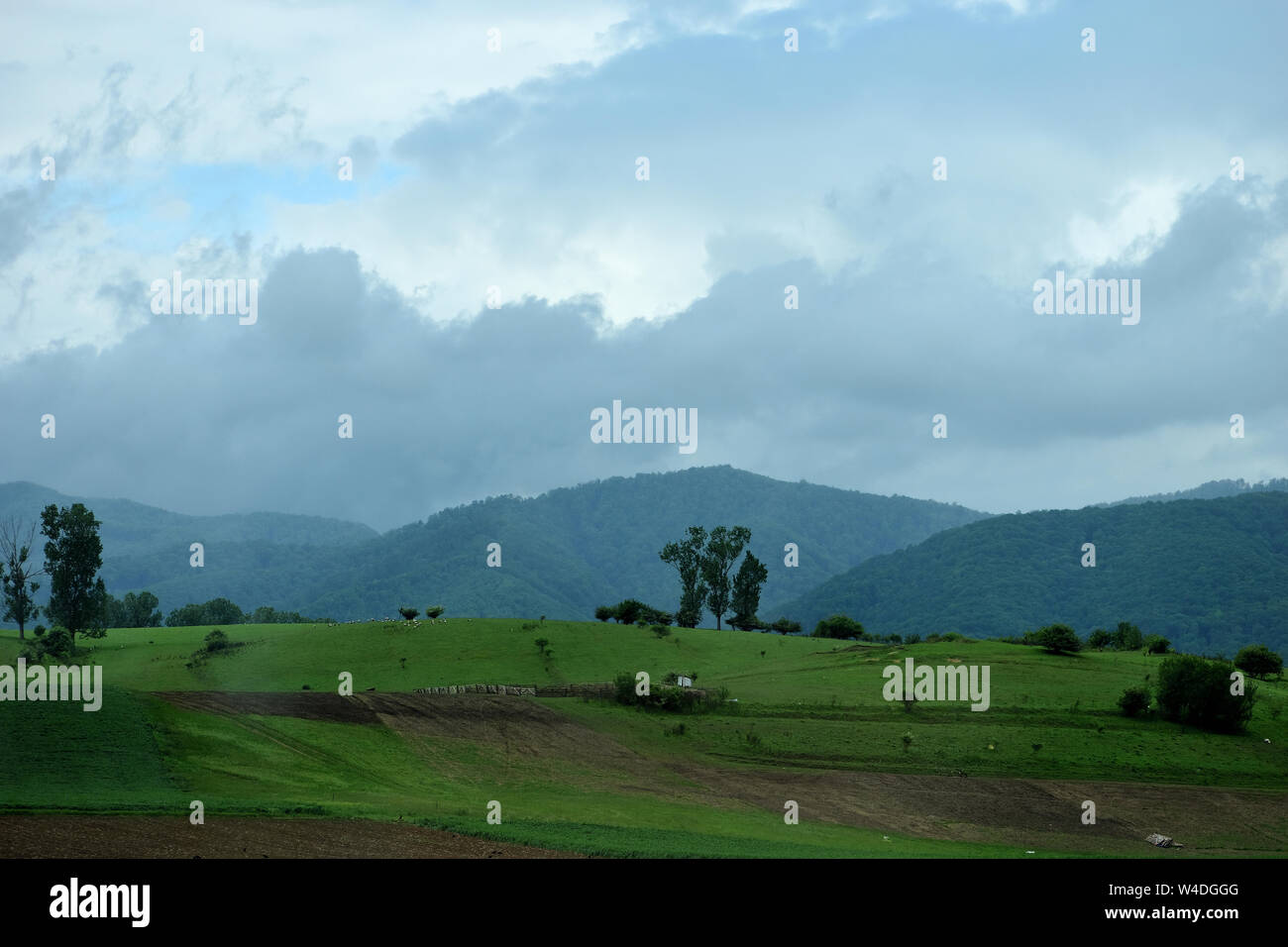 Oak trees green hills hi-res stock photography and images - Alamy