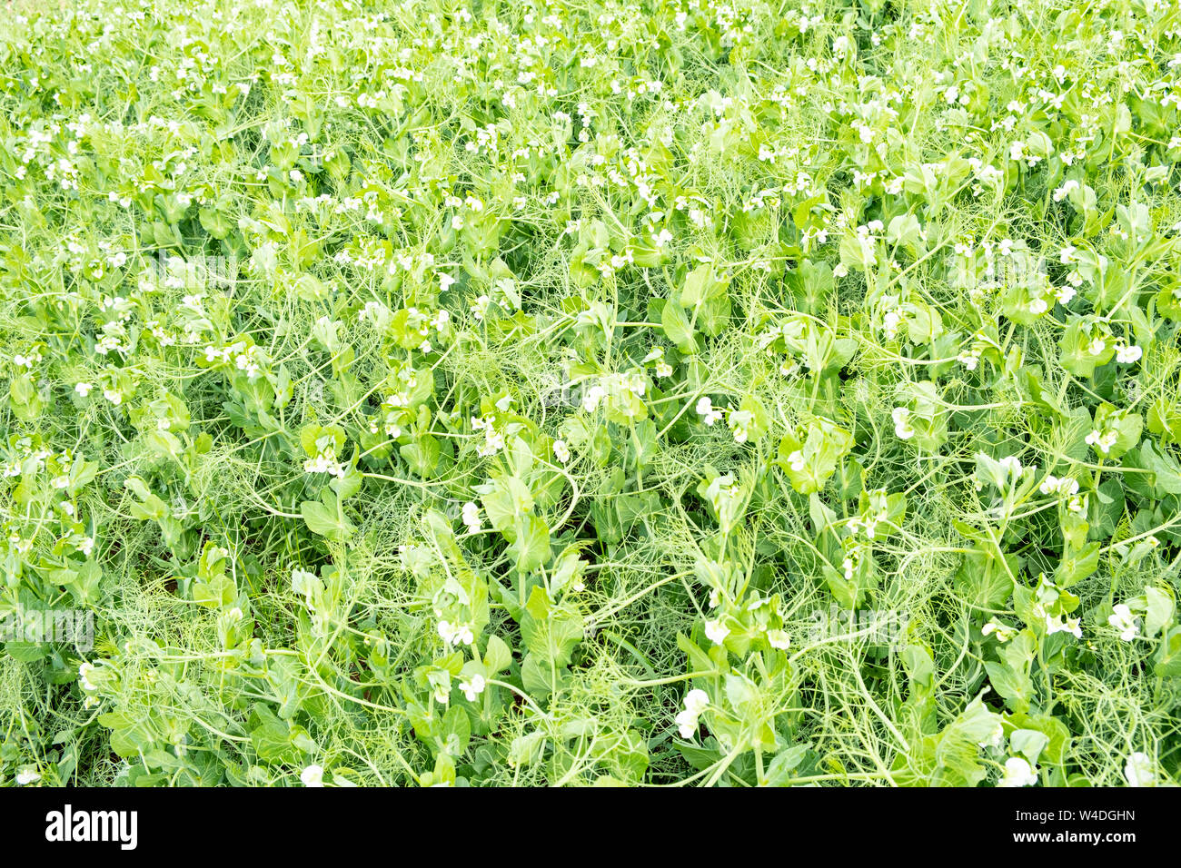 Green field peas hi-res stock photography and images - Alamy
