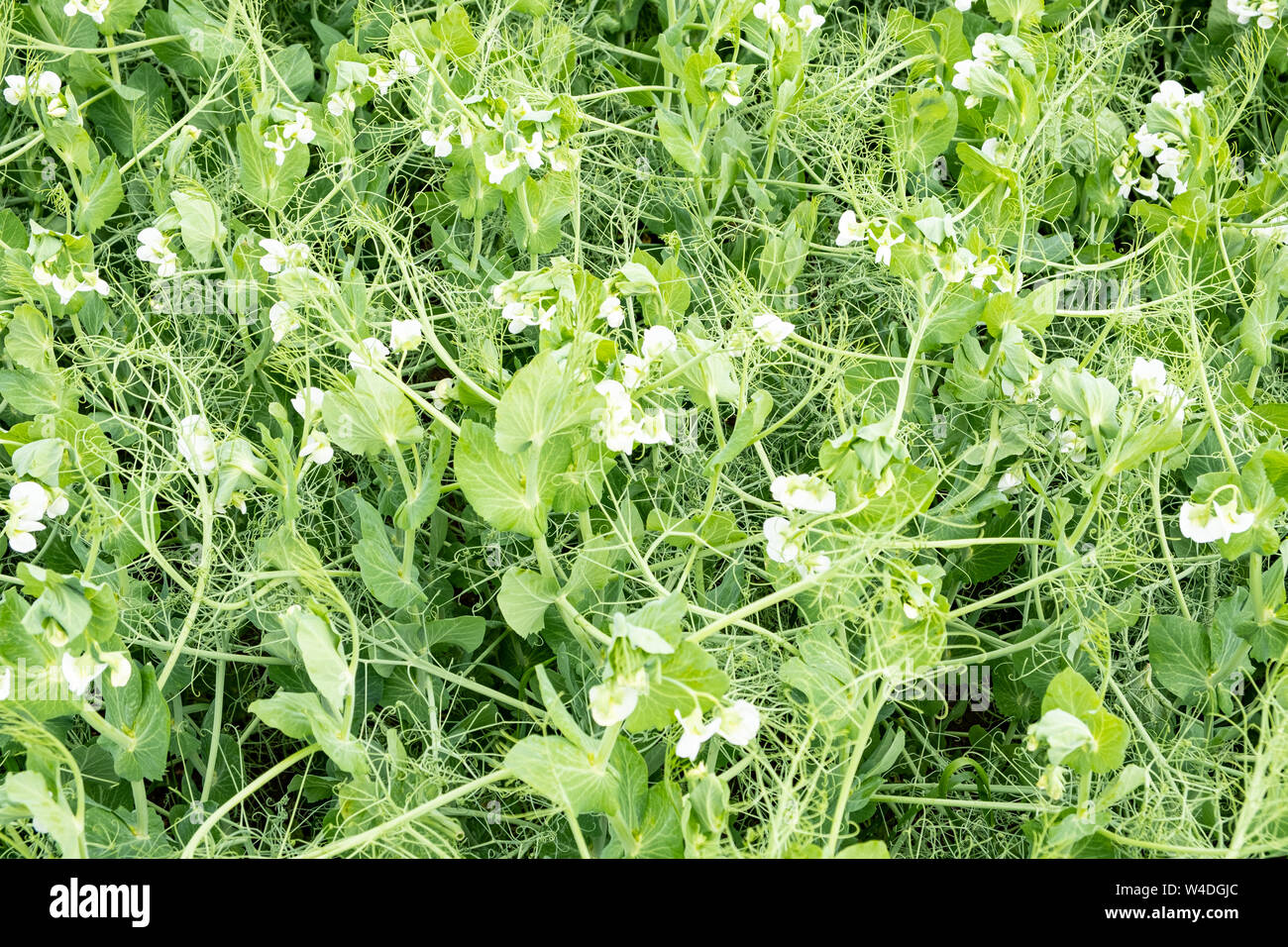 field of peas in bloom in spring with soft green leaves Stock Photo - Alamy