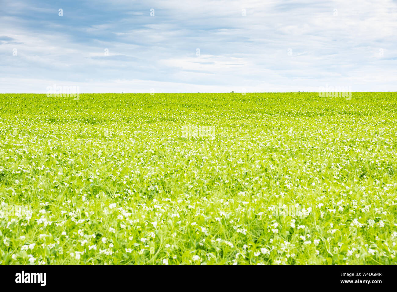 Plant sweet peas in spring hi-res stock photography and images - Alamy