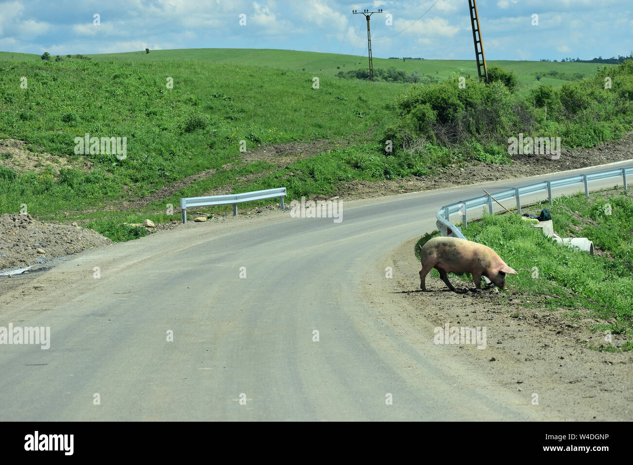 The sow crossed the road to find something to eat - countryside ...