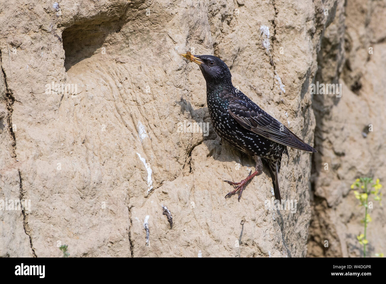 Common starling, European starling, Star (Sturnus vulgaris Stock Photo ...