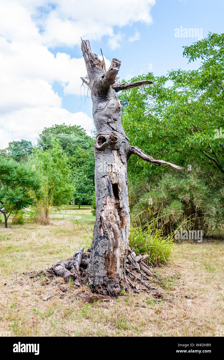 Dead tree,Arboretum botanical garden, preservation and display a wide ...