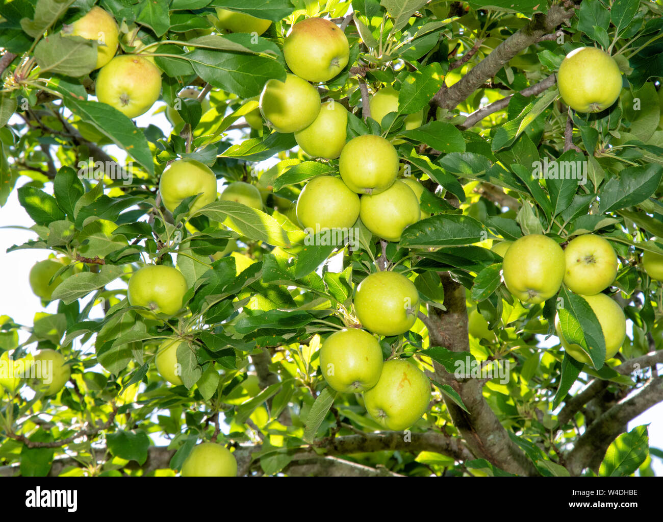 Heavy crop of apples hi-res stock photography and images - Alamy