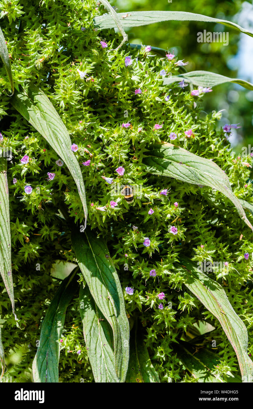 Diverse plants within the Myddelton House Gardens Stock Photo - Alamy