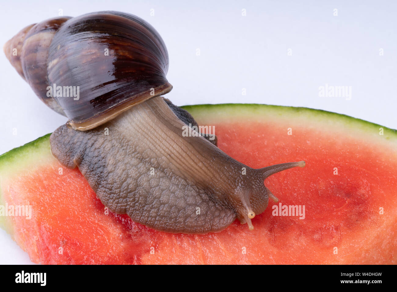 Giant African land snail Achatina fulica eating watermelon, on a white ...